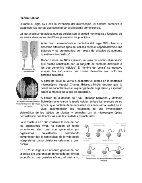 Linea de tiempo de la celula | DOCX