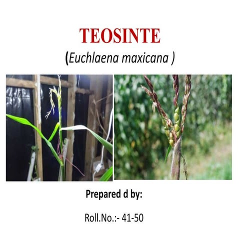 Teosinte