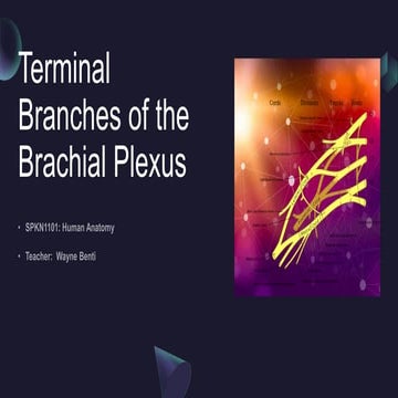 Terminal Branches of the Brachial Plexus.pptx