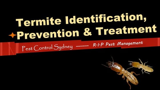 Termite treatment methods | PPTX | Gardening | Home & Garden