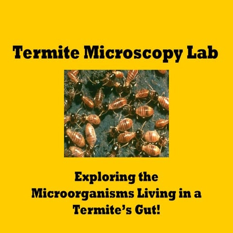 Termite Microscopy Lab viewing protists microscopy | PPT