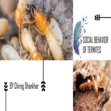Termites colony and society | PDF