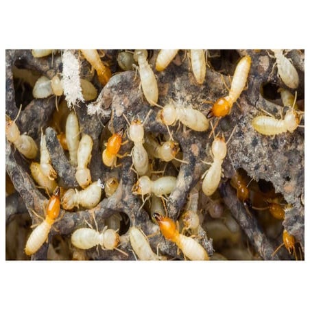 Termite Exterminator Cleveland_Keshco Pest Control | PPT