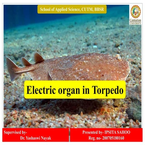 Electric organ in Torpedo | PDF