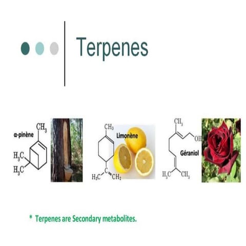 Terpenes and their Classification | PPTX