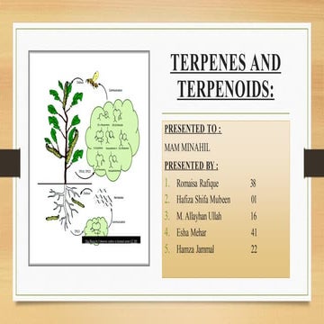 TERPENES AND TERPENOIDS final cut.pptx full | PPTX