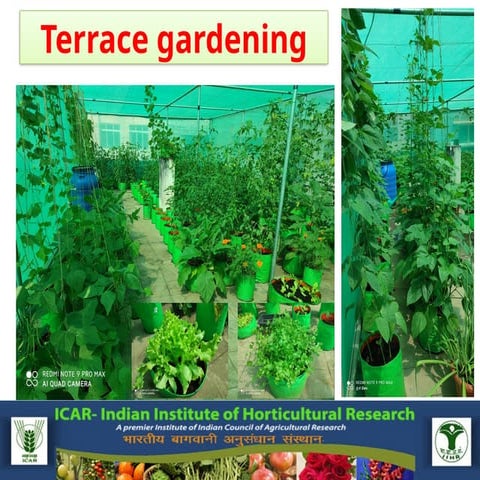 Terrace gardening_ you can doityourself.pptx