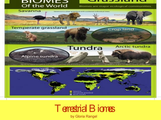 Terrestrial Biomes | PPTX