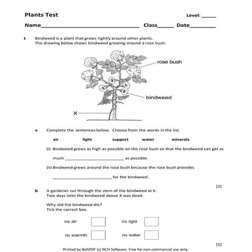 Test photosynthesis | PDF