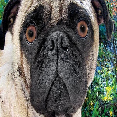 Dogs Are Very Super Cool | KEY