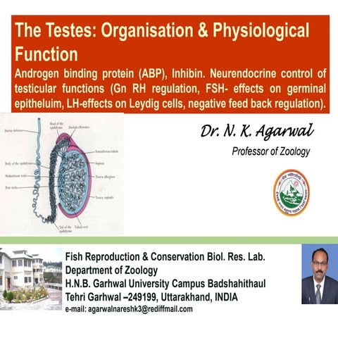 Testes: structure & endocrine function | PDF