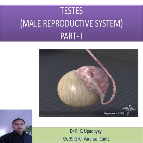 Human Testes | PPTX