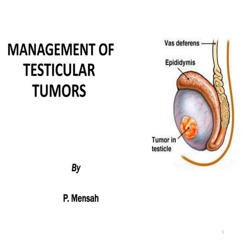 Pathology of testis | PPT
