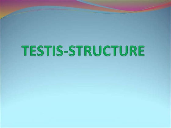 Anatomy of testis | PPTX | Infertility | Reproductive Health