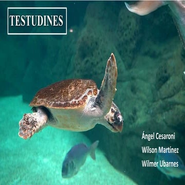 TESTUDINES[1]................................... | PPTX