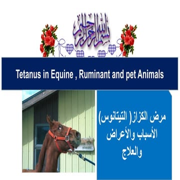Tetanus in equines and dairy animals | PDF
