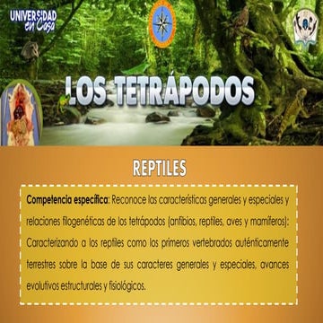 Tetrápodos: Reptiles | PDF