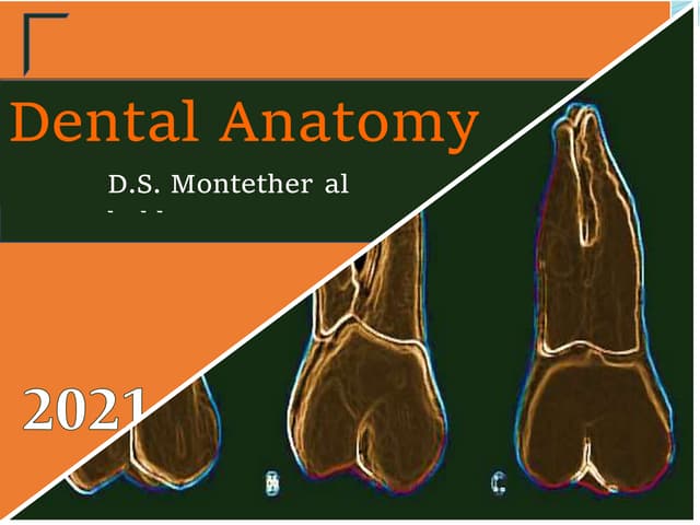 Upper First Molar | PPT