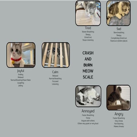this is a bunch of random pictures of my cat!!! | PDF