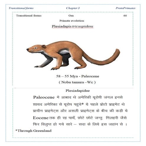 Transitional forms chapter 3.2.1 primates -Plesiadapis to proconsul | DOCX