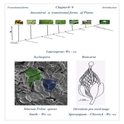 Transitional forms chapter 8-9 plants - ancestors and transitional ...