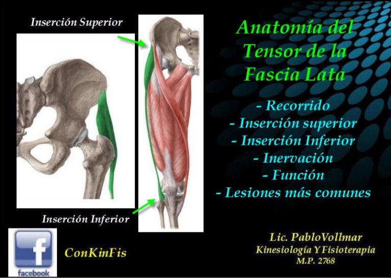 Anatomia del Tensor de la fascia lata