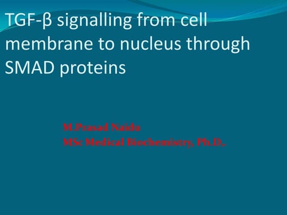 Tgf beta signalling pathway | PPT