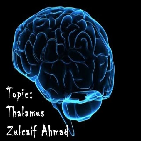 Thalamus | PPTX