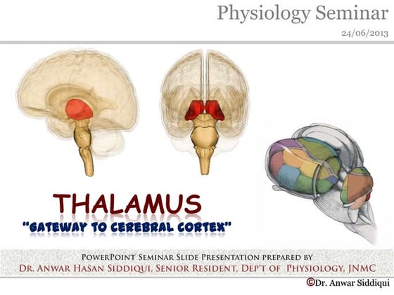 Medulla, Reticular Formation, Thalamus, and Hippocampus | PPT