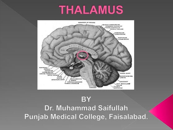 Extrapyramidal system by Dr. Sunita M. Tiwale, Prof in Physiology,D. Y ...
