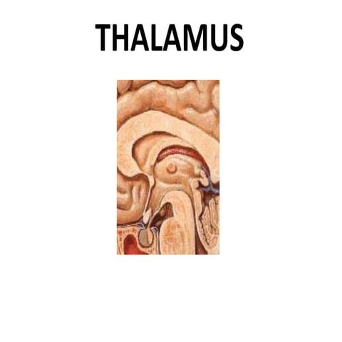 Thalamus | PPTX
