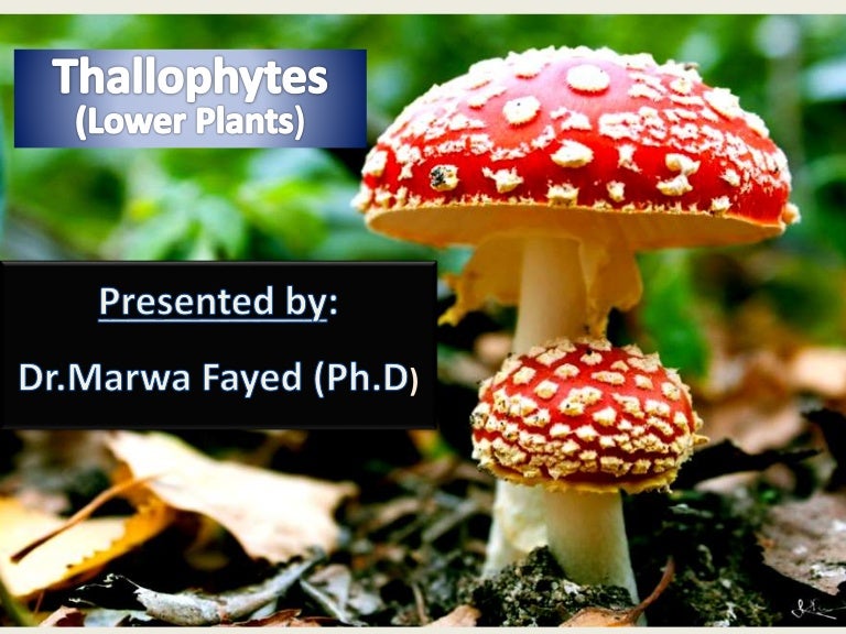 Thallophytes