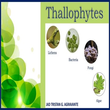 thallophytesthallophytesthallophytesthallophytesthallophytesthallophyte ...