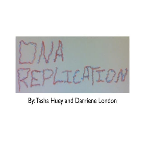 DNA Replication Model | KEY