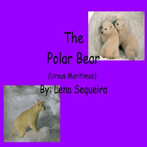 Polar bear adaptations | PPTX