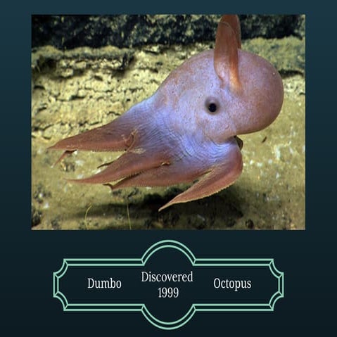 The Dumbo Octopus and Facts about it's species | PPT