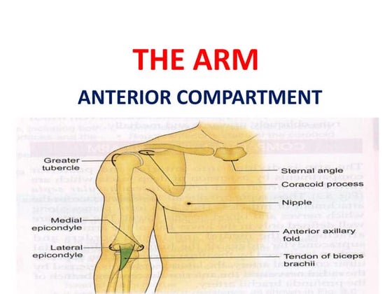 Anterior & Posterior compartments of Arm.pptx