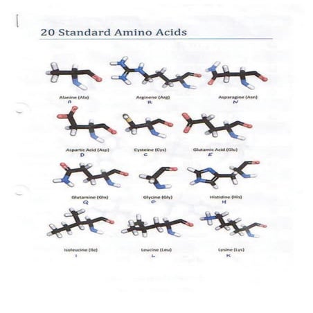 The 20 standard amino acids | PDF