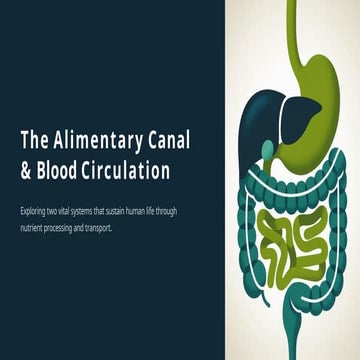 The-Alimentary-Canal-and-Blood-Circulation (1).pptx