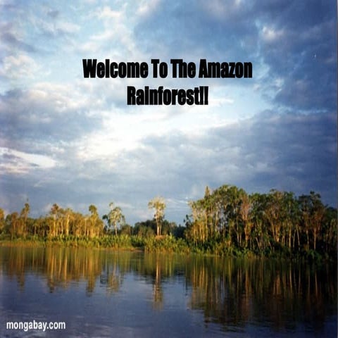 Amazon Rainforest | PPT