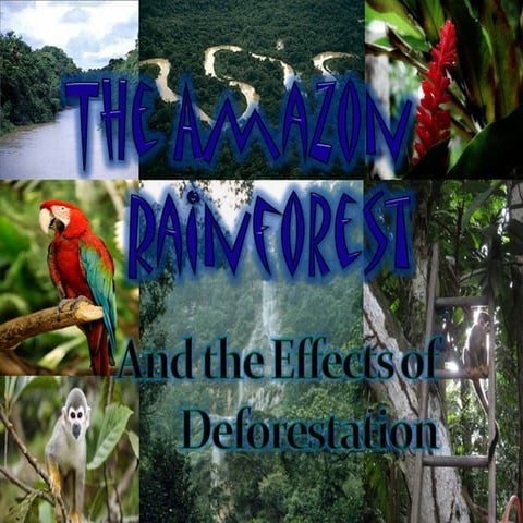 T07_The AmazonRainforest_0842075 | PPT