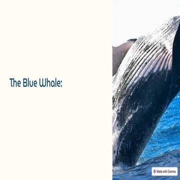 The-Blue-Whale-1 Endangered speciess.pdf