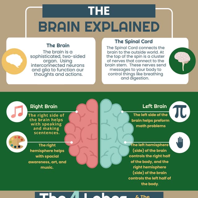 The Brain Explained | PDF