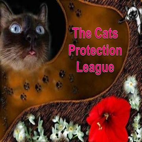 The Cats Protection League | PPS
