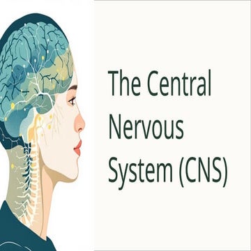 The-Central-Nervous-System-CNS (1).pptx_20251215_182016_0000.pptx