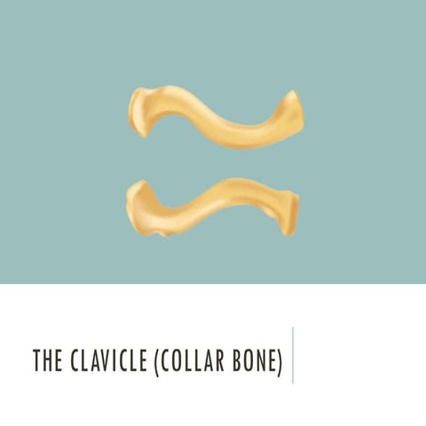 Clavicle bone Anatomy | PPTX