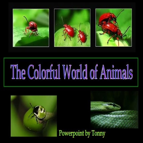 The Colorful World Of Animals | PPS
