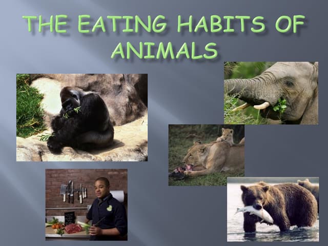 Food habits of animals | PPTX