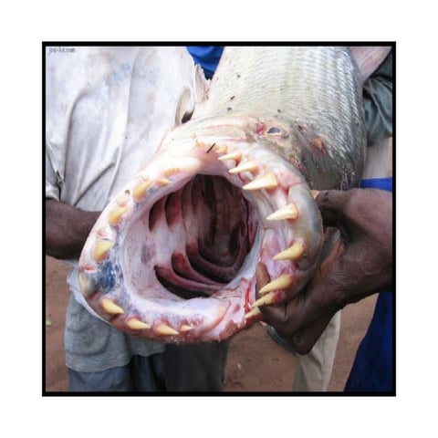 The Fish teeth | PPT