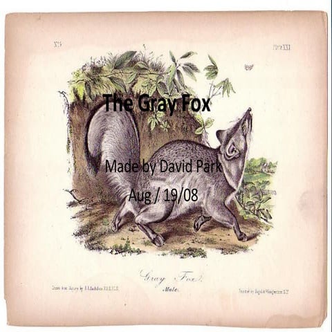 chris garcia gray fox biology | PPT
